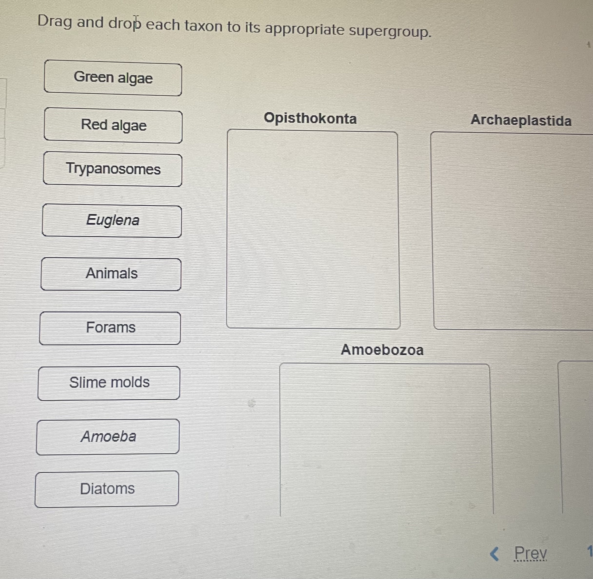 Solved Drag and drop each taxon to its appropriate | Chegg.com