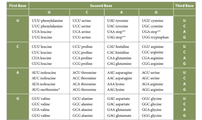 Solved TAC GGA CAC GTT CGC AAC Original DNA sequence mRNA | Chegg.com