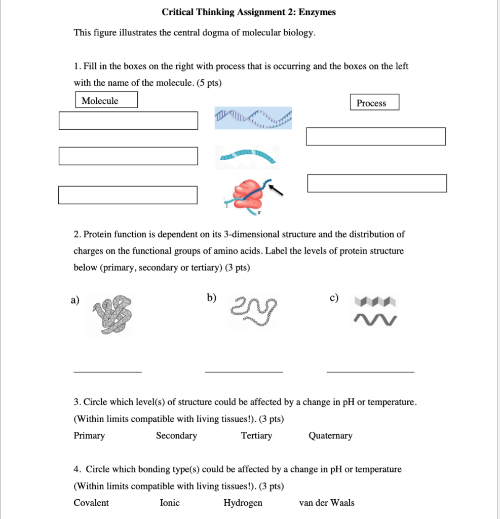 Solved Critical Thinking Assignment 2: Enzymes This figure | Chegg.com