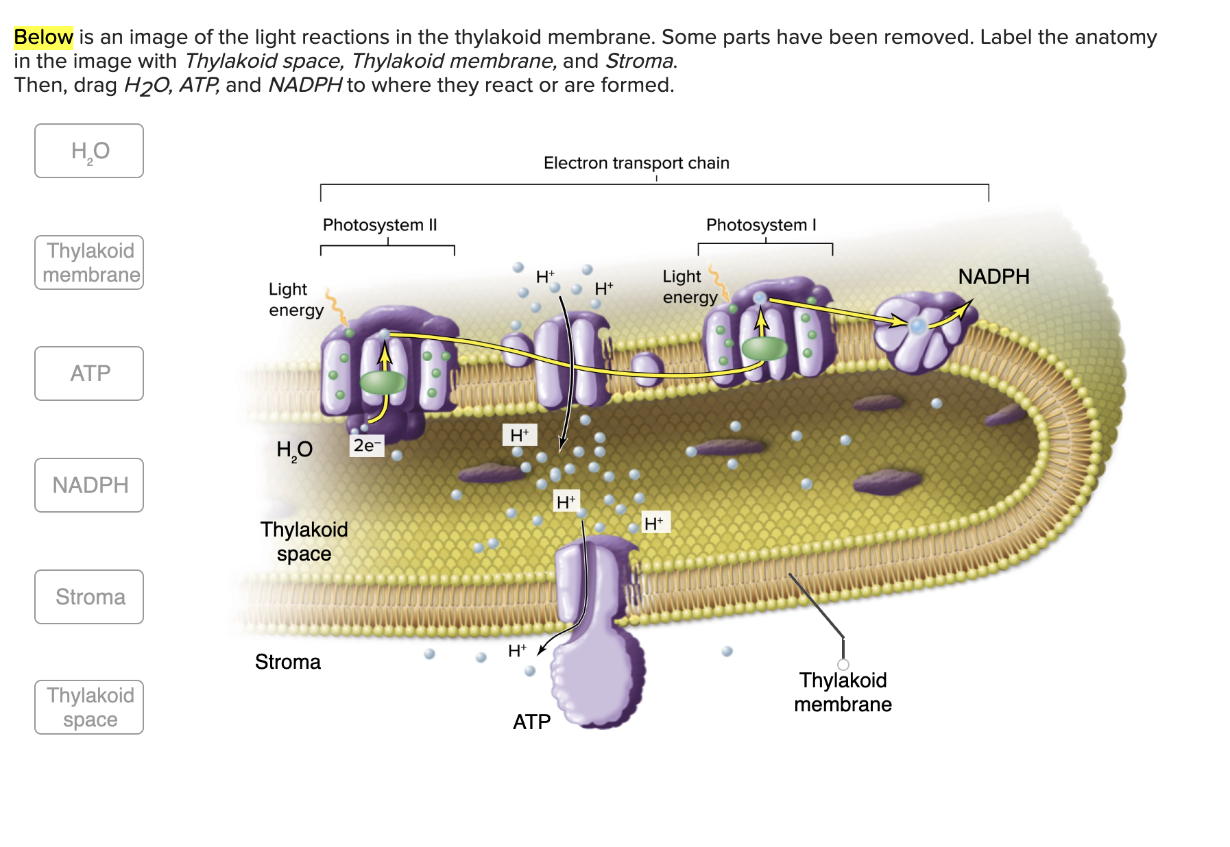 Solved Below is an image of the light reactions in the | Chegg.com