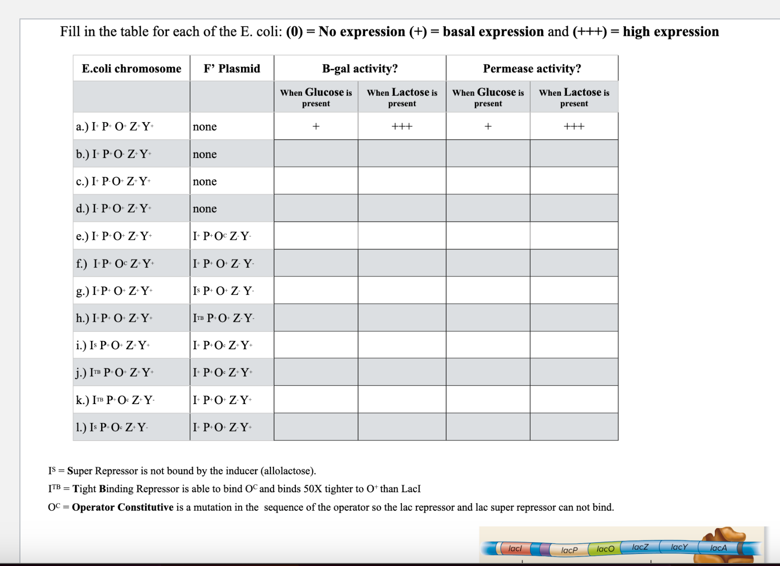 Fill in the table for each of the E. coli: (0)= No | Chegg.com