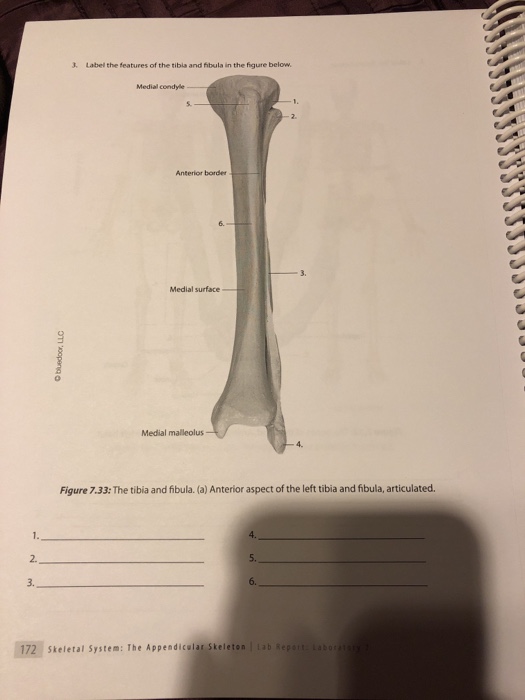 Solved J. Label the features of the tibla and fibula in the | Chegg.com