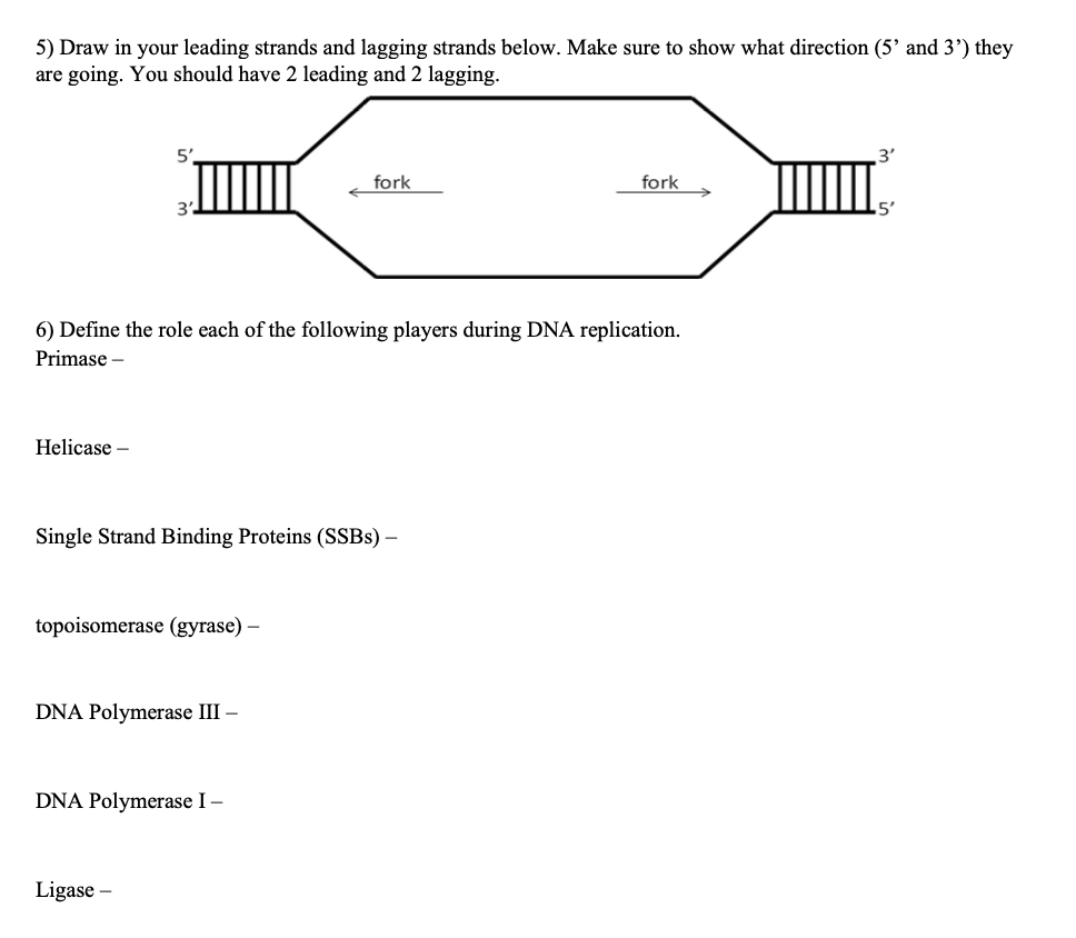 Solved 5) Draw in your leading strands and lagging strands | Chegg.com