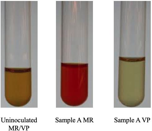 Solved Identification of Unknown A: Experiment Results | Chegg.com