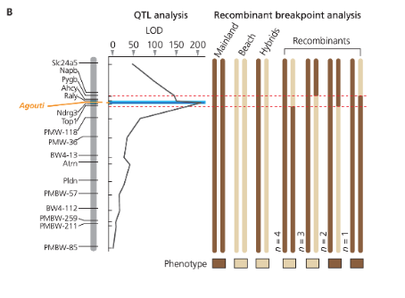 Solved What does the diagram in B indicate about the | Chegg.com