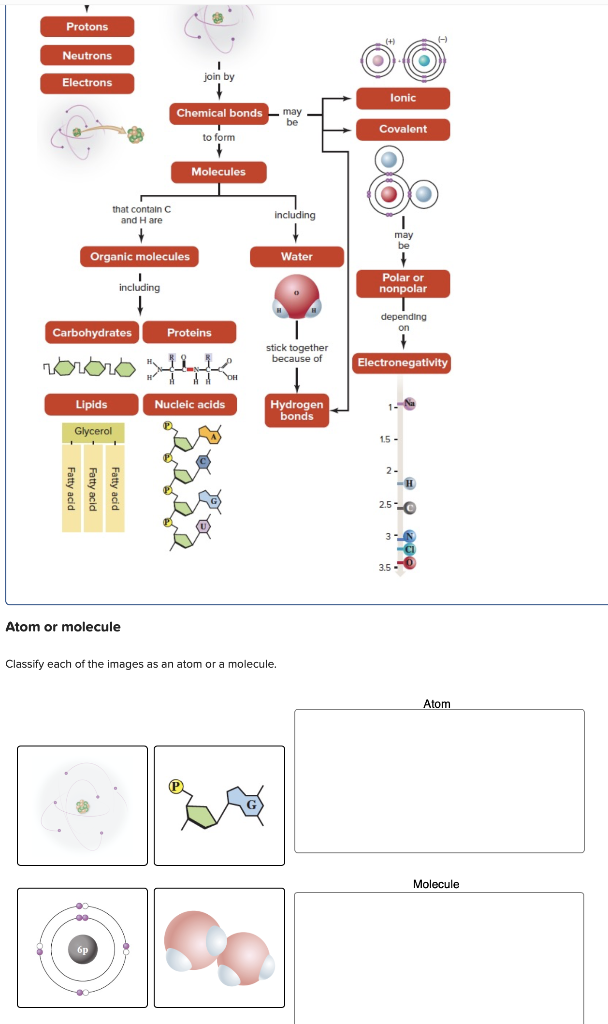 Solved Classify each of the images as an atom or a molecule. | Chegg.com