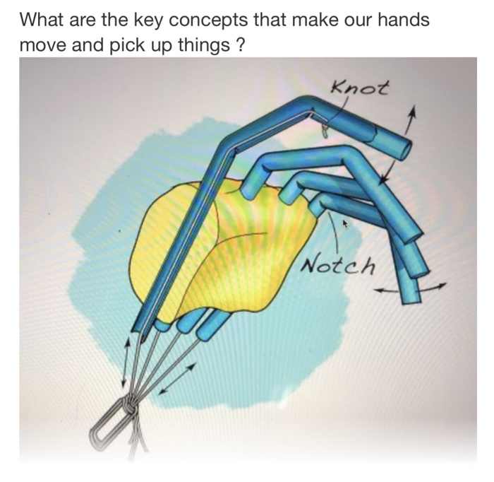 Solved What are the key concepts that make our hands move | Chegg.com