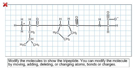 Tripeptide Bond