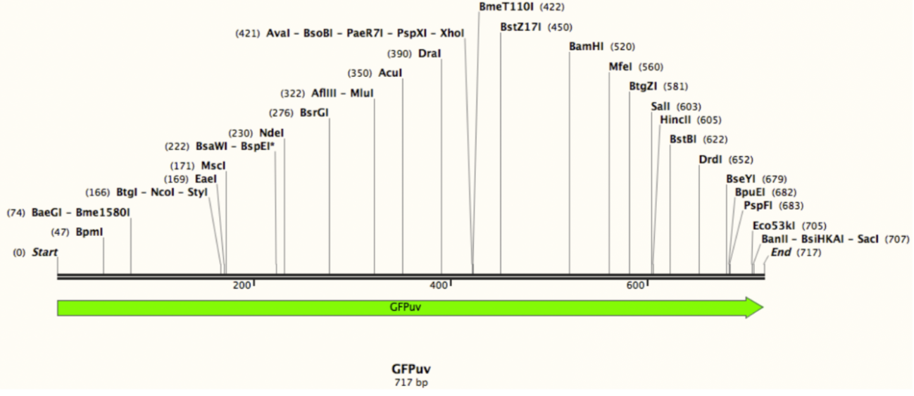 Solved In doing a double digestion of a previously amplified | Chegg.com