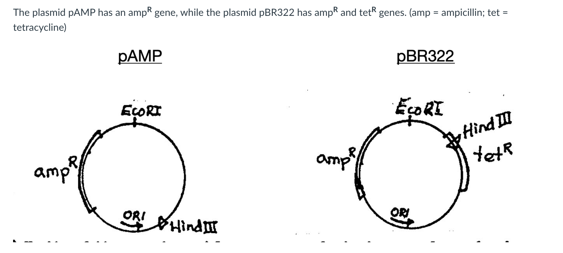 Solved The plasmid PAMP has an amp gene, while the plasmid | Chegg.com