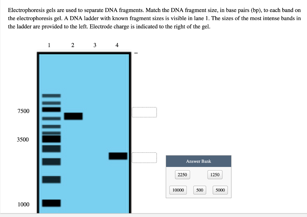 Solved Electrophoresis gels are used to separate DNA | Chegg.com