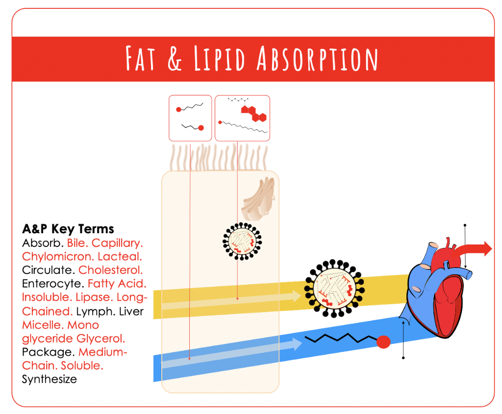 Solved CONTEMPORARY NUTRITION 3.3 Infographic-Fat Absorption | Chegg.com
