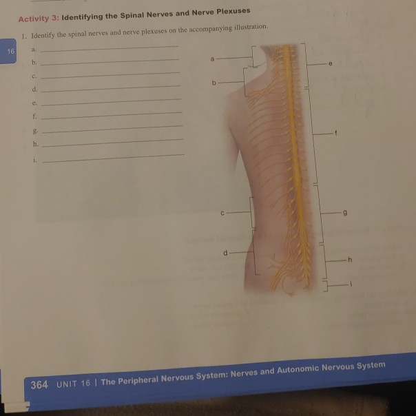 Solved Activity 3: ldentifying the Spinal Nerves and Nerve | Chegg.com