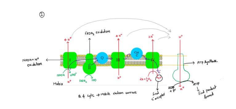 Solved FADH oxidation Cyt NADA + 4 Oxidation 88 → ATP | Chegg.com