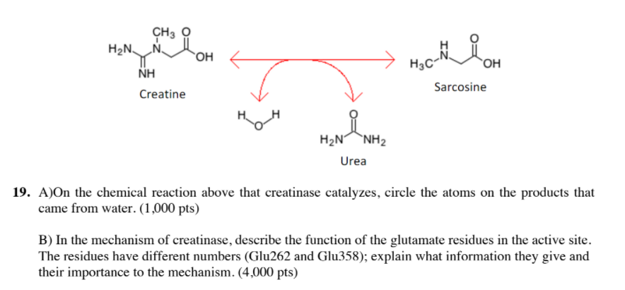 Solved н CH3 O H2N. N OH NH Creatine Hair HC -N OH Sarcosine | Chegg.com