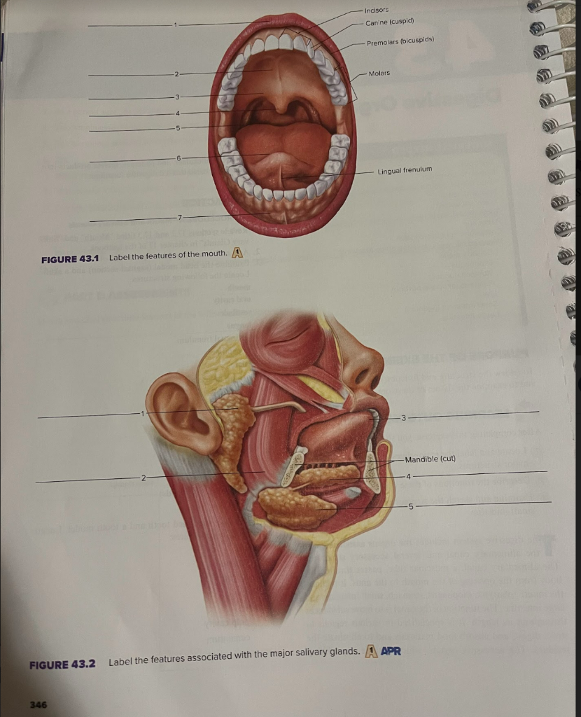 Solved FIGURE 43.1 Label the features of the mouth. A FIGURE | Chegg.com
