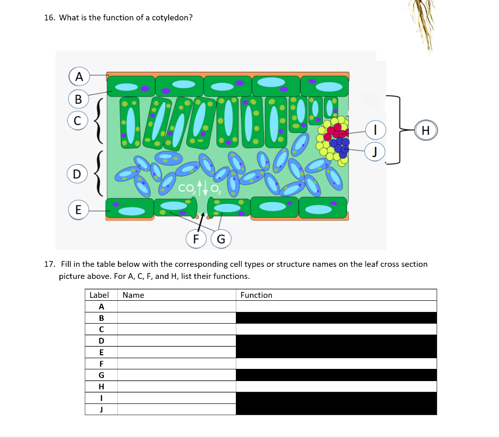 Solved 16. What is the function of a cotyledon? A B Mejet H | Chegg.com