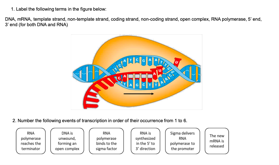 Template Strand Coding Strand Vrogue co
