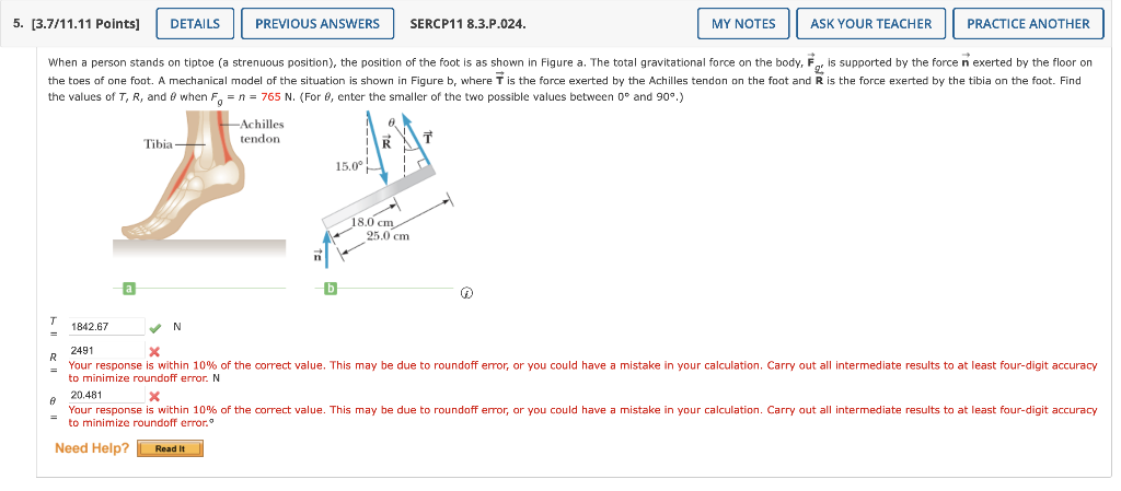 Solved When a person stands on tiptoe (a strenuous | Chegg.com