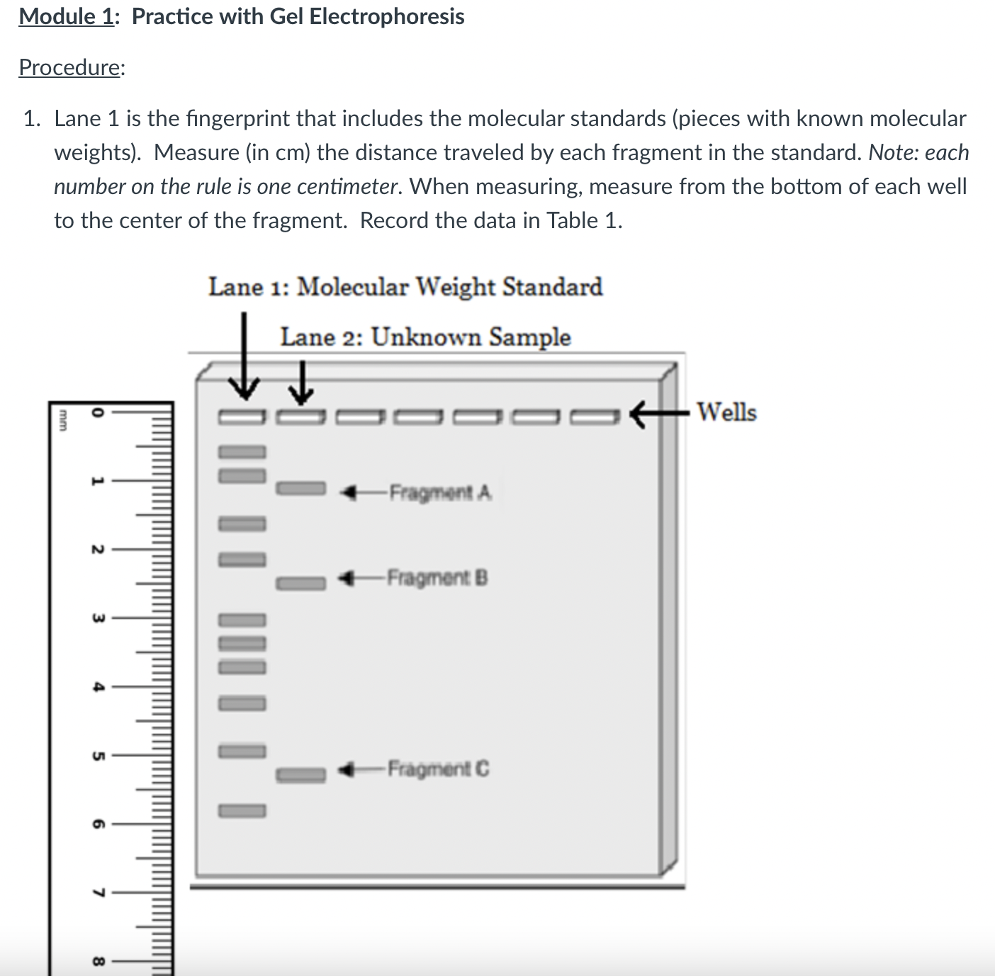 Solved Procedure: 1. Lane 1 is the fingerprint that includes | Chegg.com