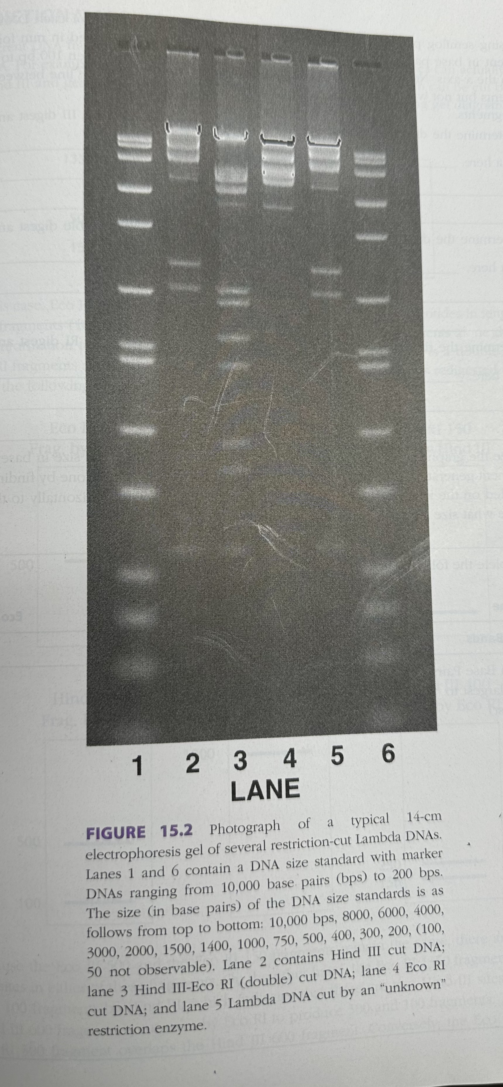 kB, than the band that is 40,000bp in the same lane | Chegg.com