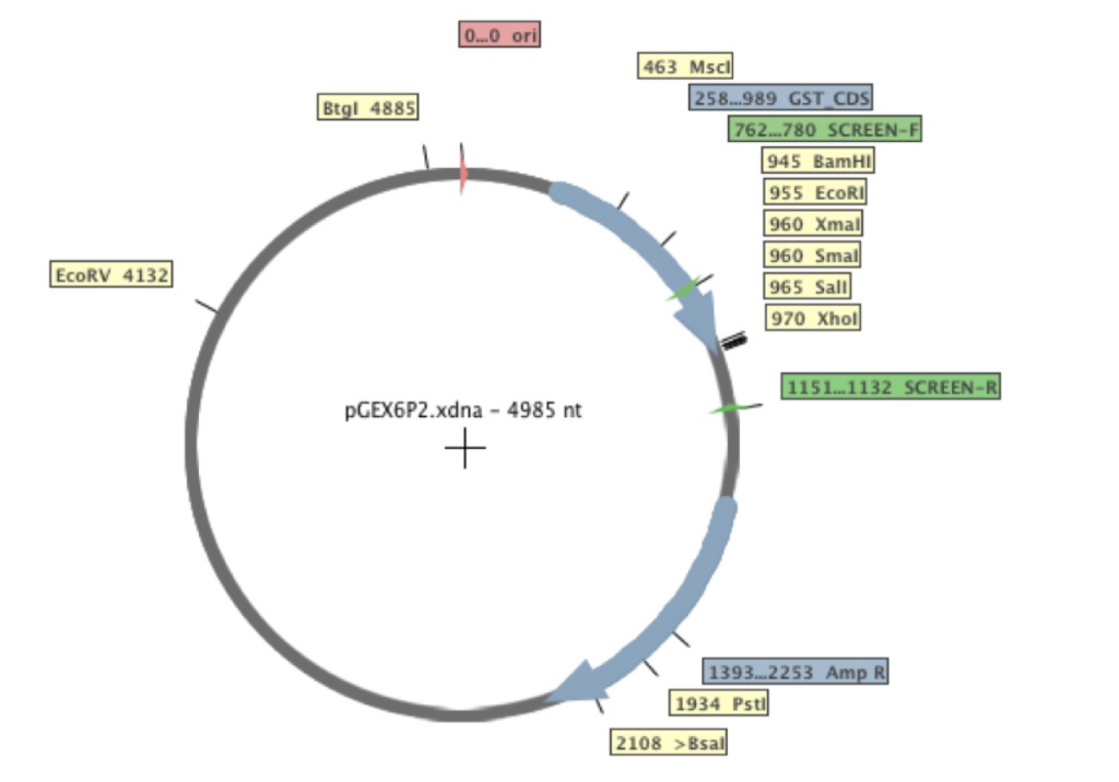 Solved Copy the target DNA sequence image given below. | Chegg.com