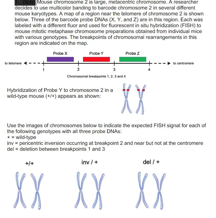 Solved 1. (Ypts) Mouse chromosome 2 is large, metacentric | Chegg.com