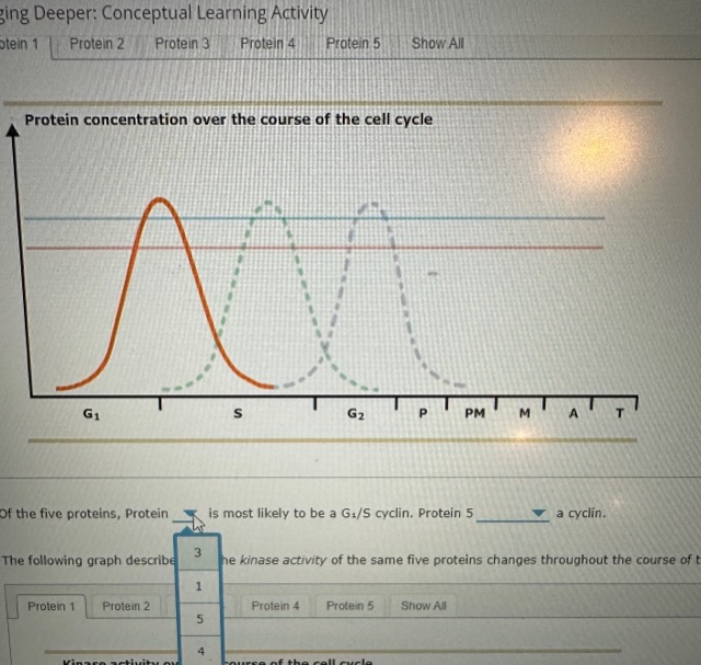 Solved Protein concentration over the course of the cell | Chegg.com