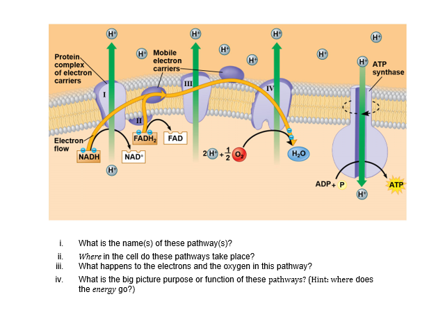 Solved i. What is the name(s) of these pathway(s)? ii. Where | Chegg.com