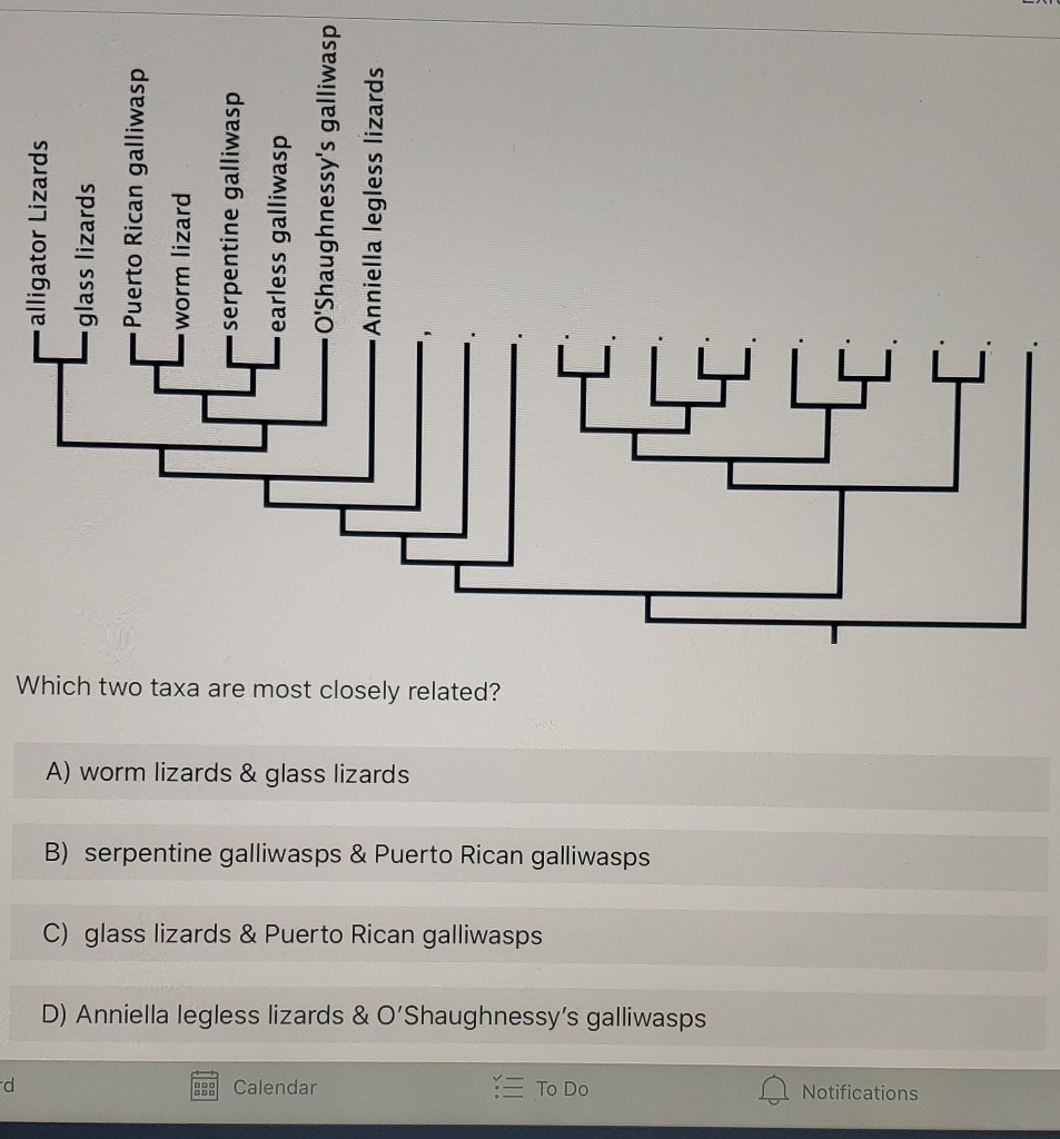 Solved alligator Lizards glass lizards Puerto Rican | Chegg.com