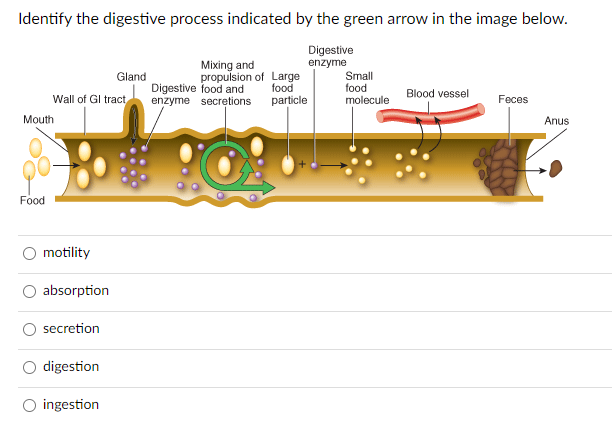 Solved Identify the digestive process indicated by the green | Chegg.com