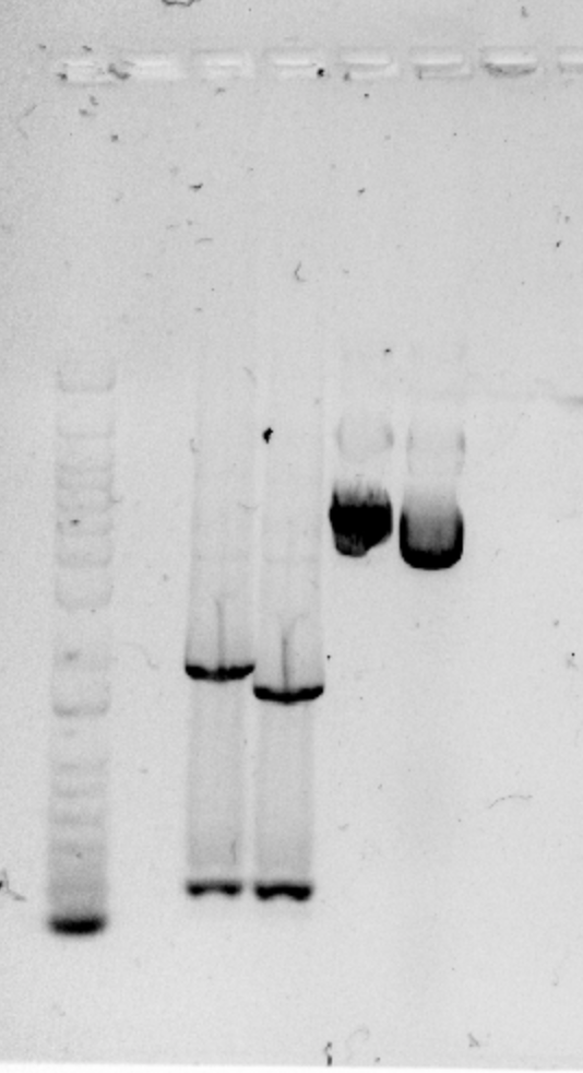 Solved 1. Plot a standard curve of the migration of the DNA | Chegg.com