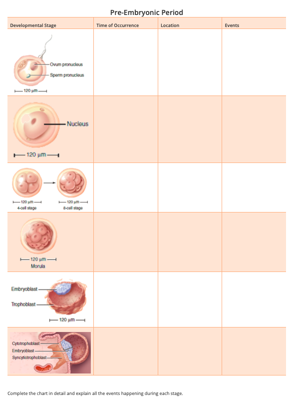 Solved Pre-Embryonic Period Time of Occurrence Developmental | Chegg.com