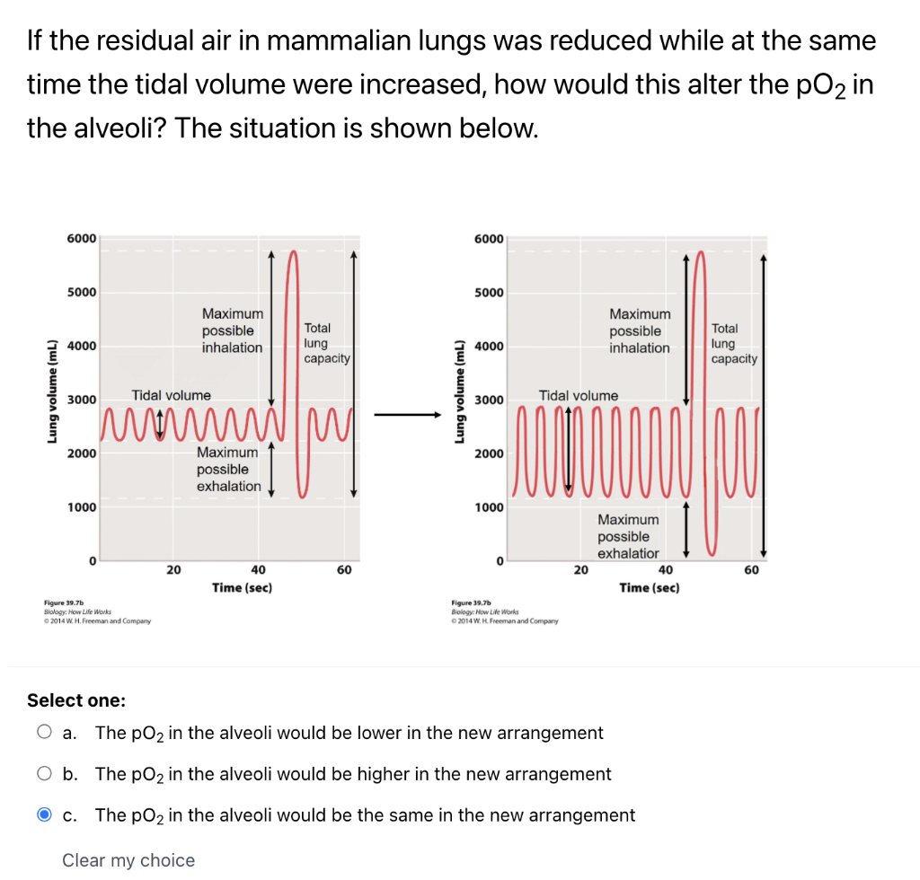Solved If the residual air in mammalian lungs was reduced | Chegg.com