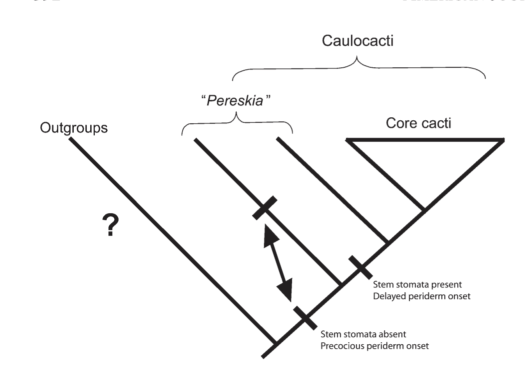 solved-can-you-please-explain-what-this-clade-means-or-what-chegg
