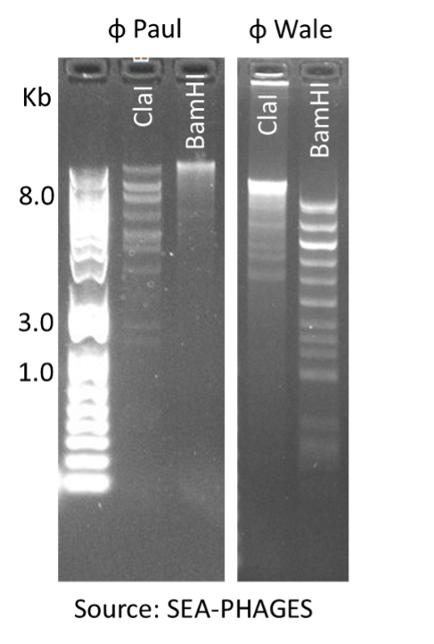 Solved The figure to the left appears in the SEA-PHAGES | Chegg.com