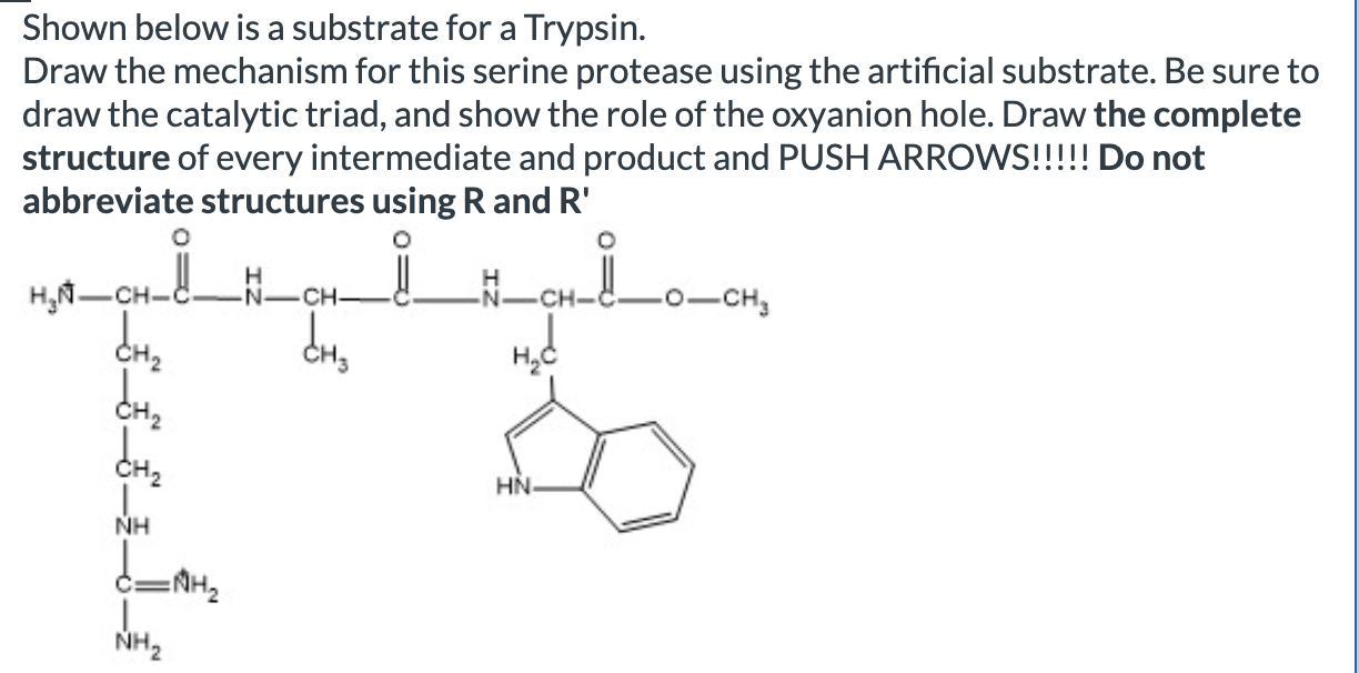 Solved Shown below is a substrate for a Trypsin. Draw the | Chegg.com