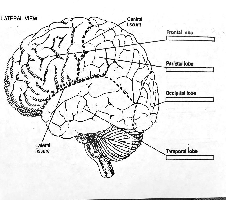 Solved Identify each lobe and name 2 functions associated | Chegg.com
