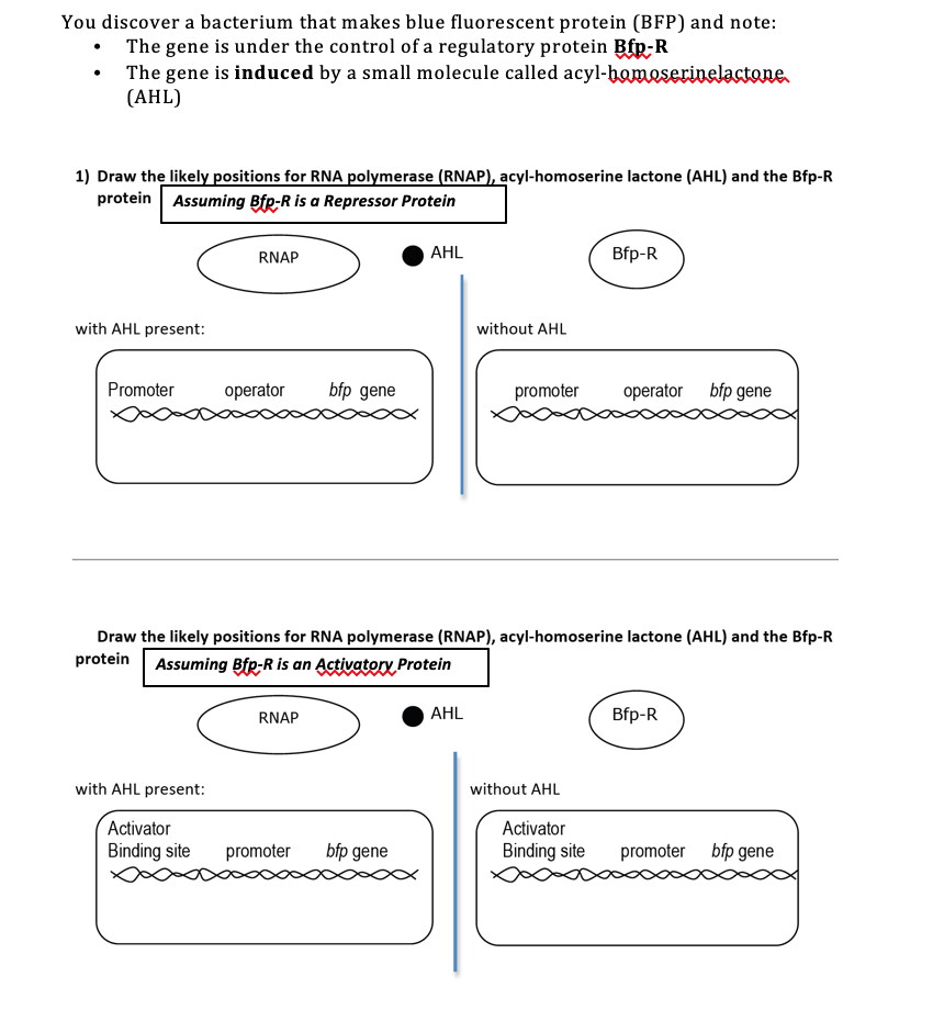 Solved You discover a bacterium that makes blue fluorescent | Chegg.com