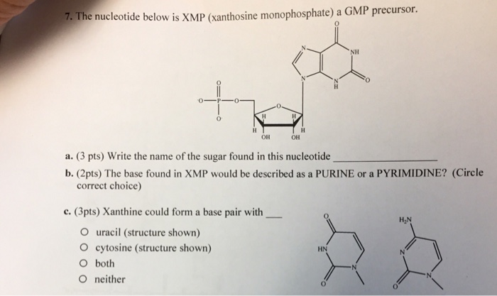 Solved 7. The nucleotide below is XMP (xanthosine | Chegg.com
