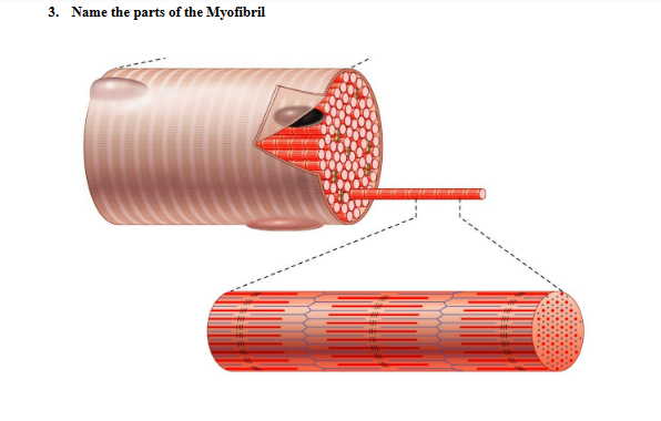 Solved 3. Name the parts of the Myofibril | Chegg.com