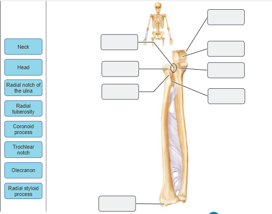 Solved Art-labeling Activity: Figure 7.29b 10 of 27 | Chegg.com