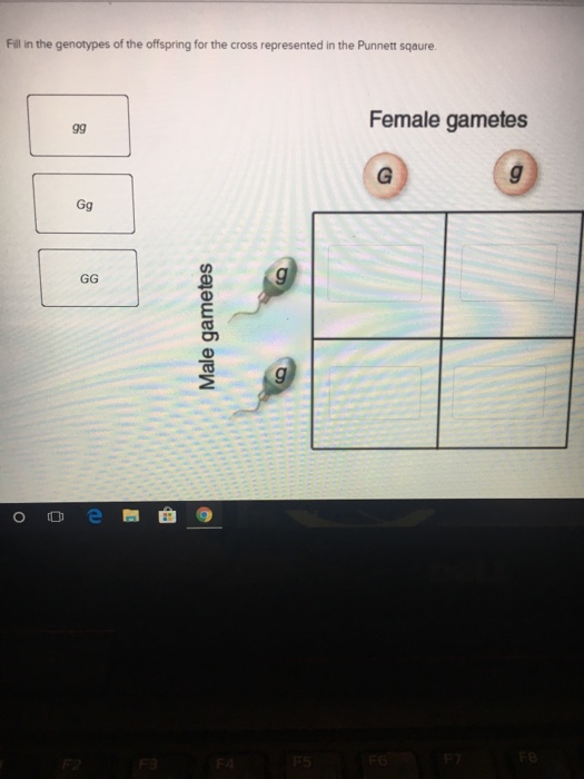 Solved Fill in the genotypes of the offspring for the cross | Chegg.com