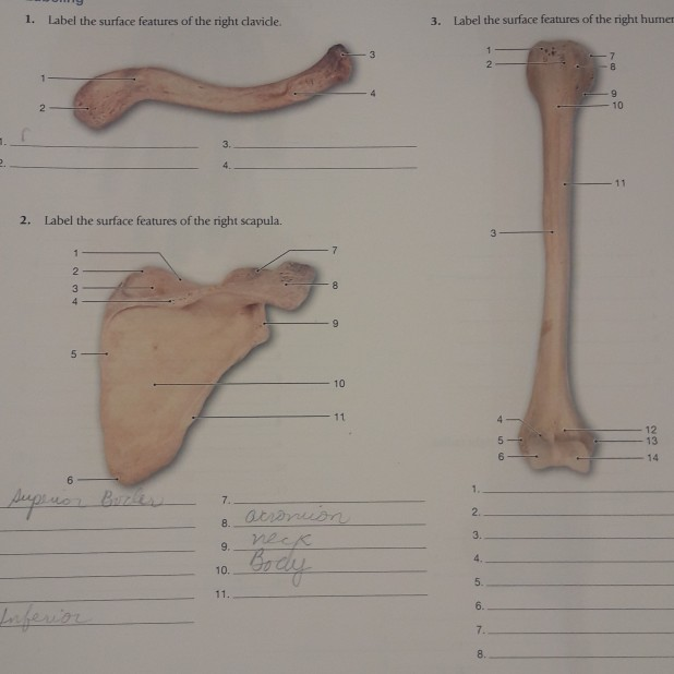 Solved 3. Label the surface features of the right hume 1. | Chegg.com