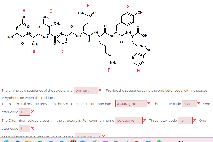Solved The amino acid sequence of the structure is x. | Chegg.com