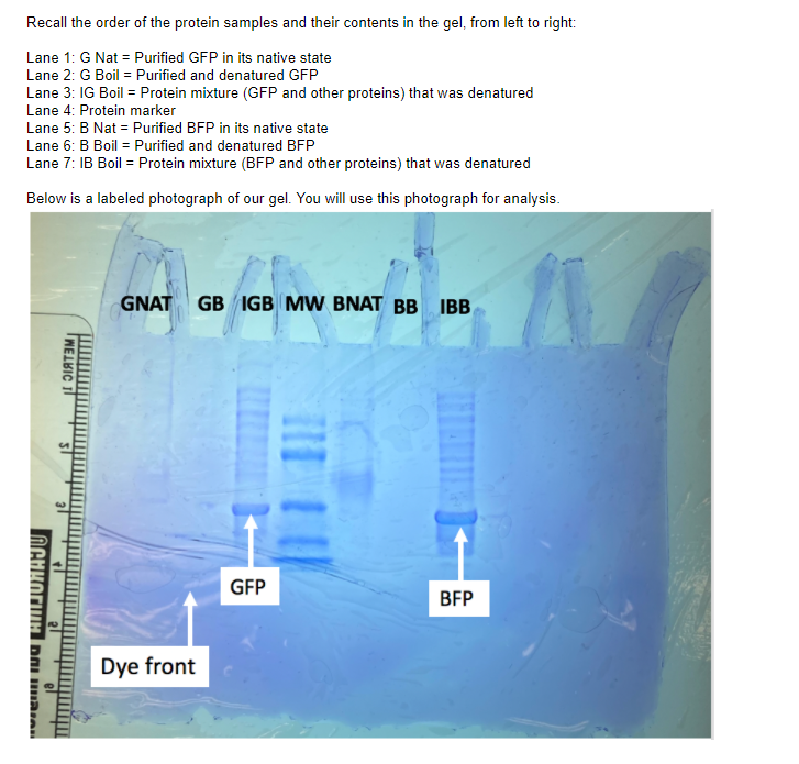 Recall the order of the protein samples and their | Chegg.com