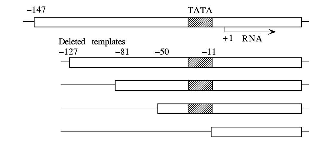 Solved 1) You are interested in studying transcription | Chegg.com