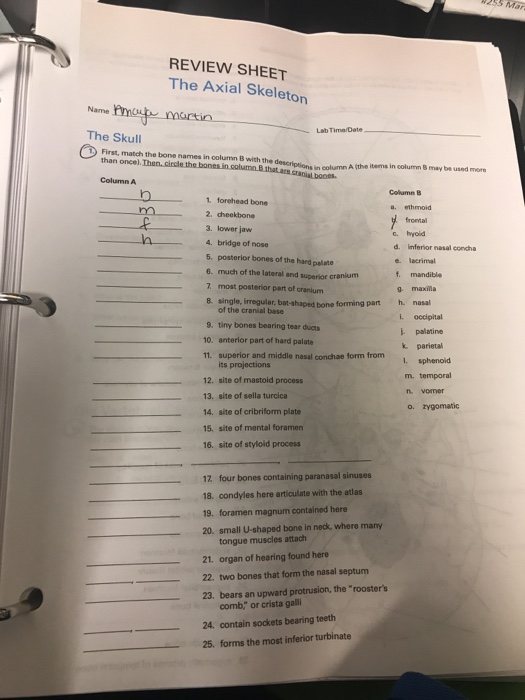 Solved REVIEW SHEET The Axial Skeleton Name Lab Time/Date | Chegg.com