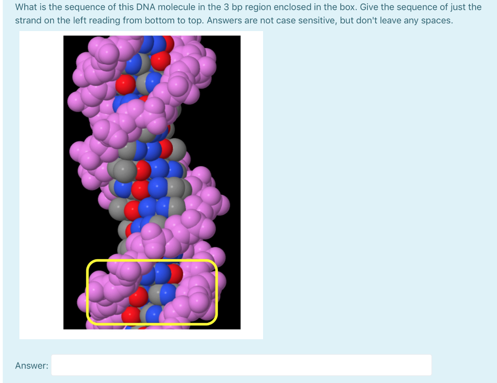 What is the sequence of this DNA molecule in the 3 bp | Chegg.com