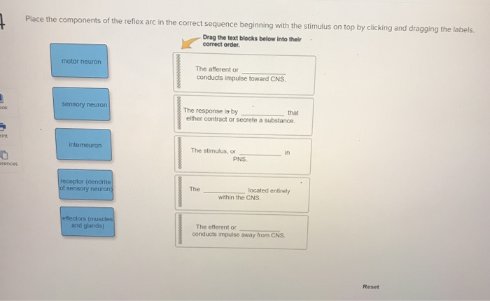 Solved Place the components of the reflex arc in the correct | Chegg.com